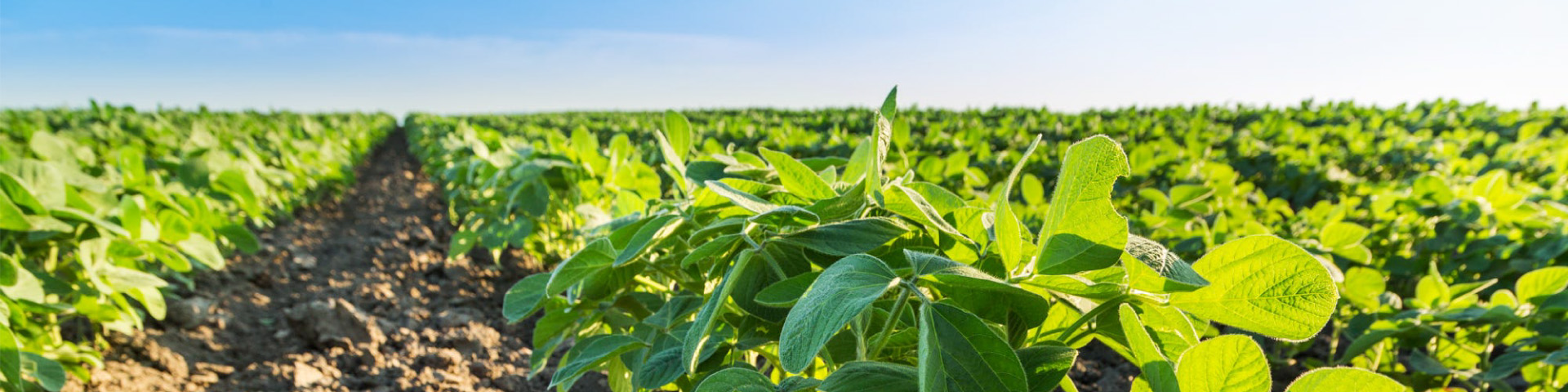 Solbar Ningbo Protein Technology Co.,Ltd.